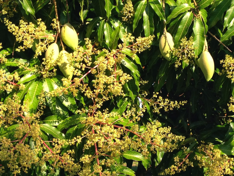 ARKA MANGO SPECIAL- MICRONUTRIENT | SPIISRY