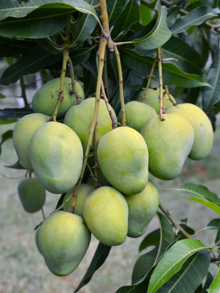 ARKA MANGO SPECIAL- MICRONUTRIENT | SPIISRY