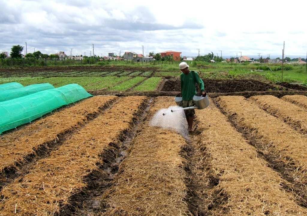 PUSA DECOMPOSER | SPIISRY